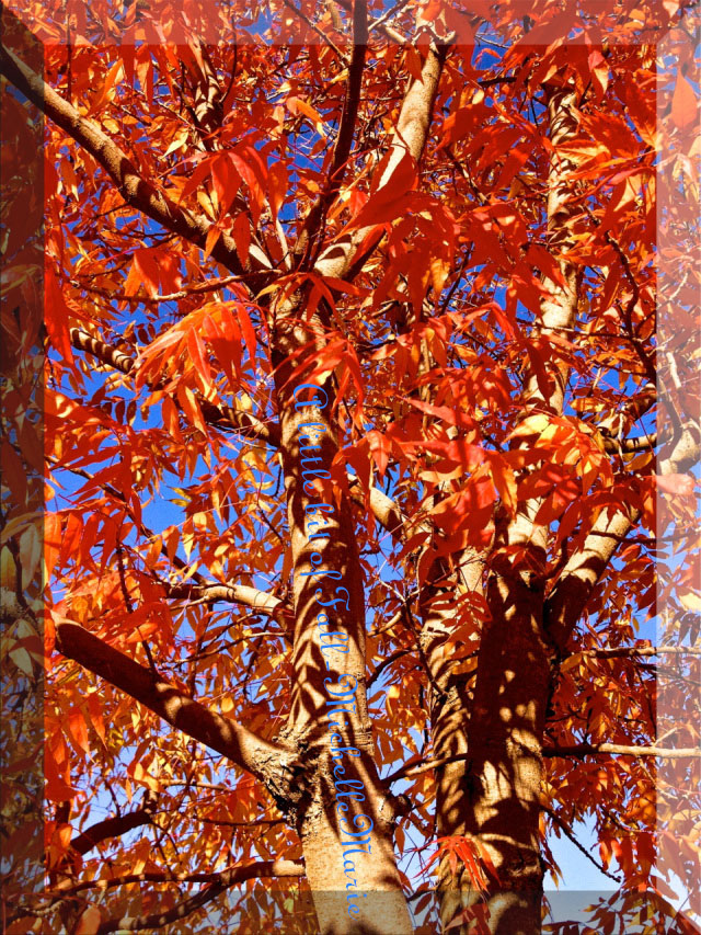 A little bit of fall – Tell Me About It